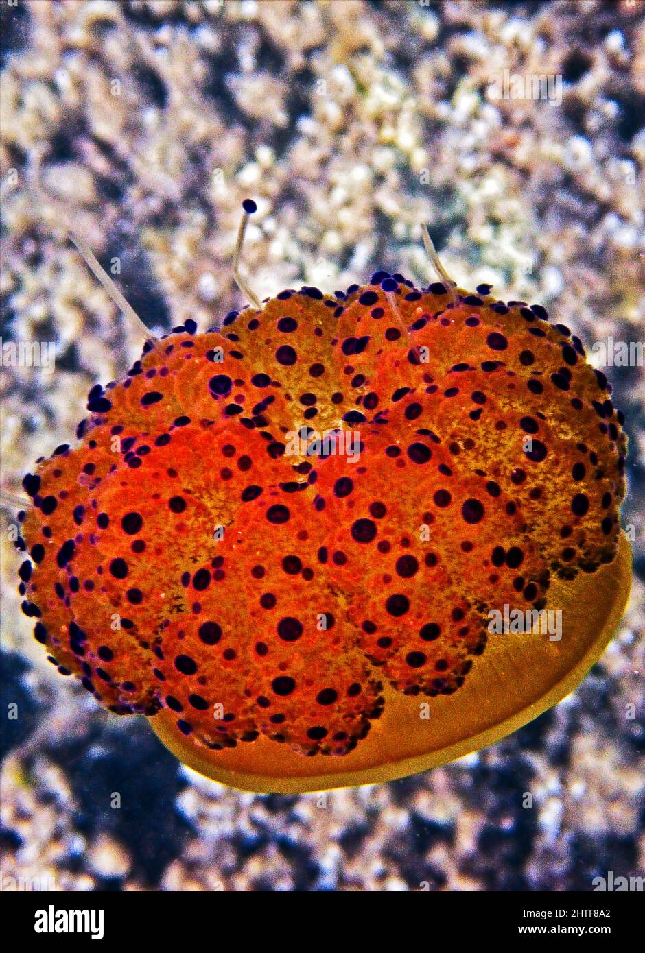 Fried Egg Jellyfish in Marine Underwater Environment Stock Photo - Alamy