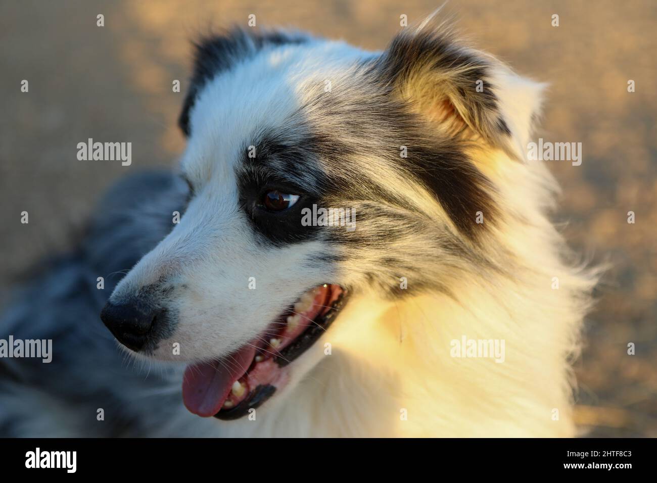 Sad look from a border collie taken in autumn Stock Photo - Alamy