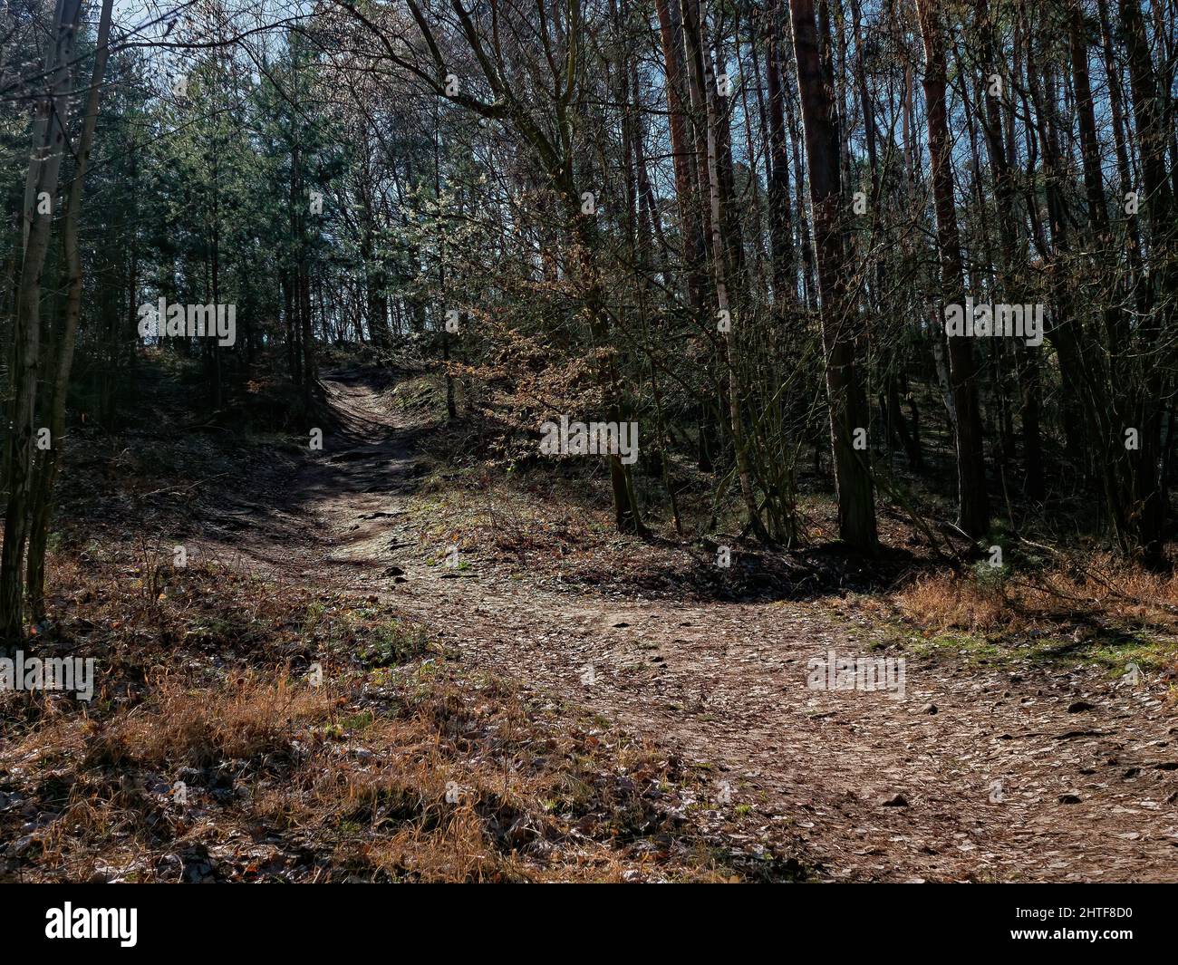 Empty walking path in a forest Stock Photo - Alamy