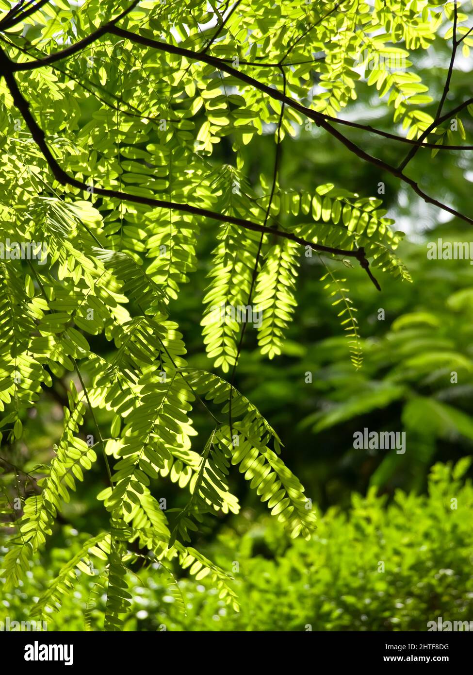 Leaves on a Fern Tree in the Countryside Stock Photo - Alamy