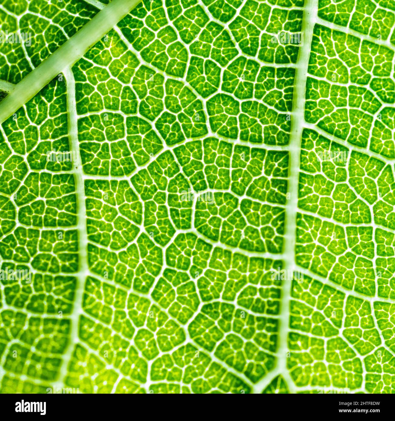 Macro Detail of Veins on a Leaf Stock Photo - Alamy