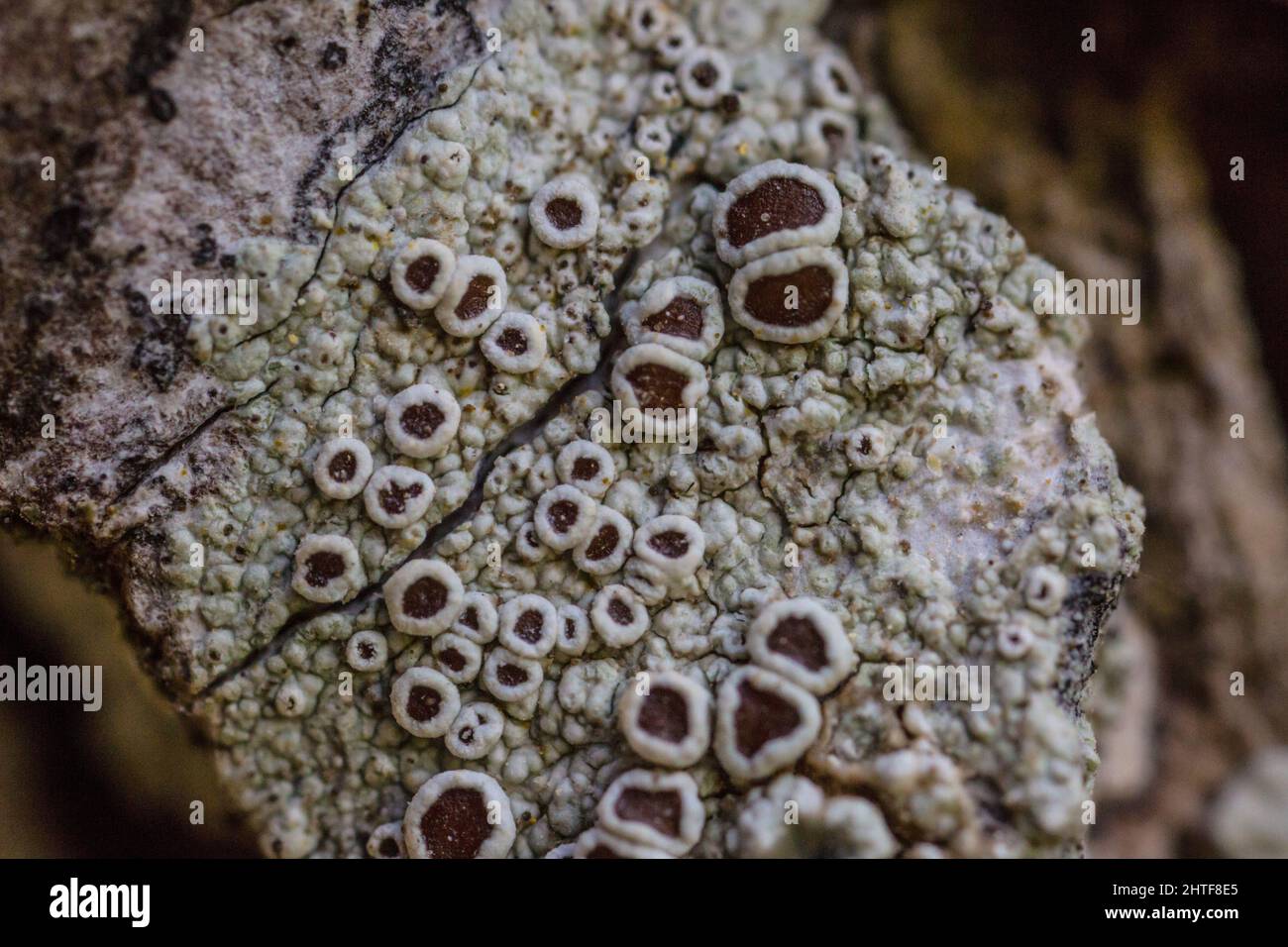 Macro Detail of Lichens Growing on Tree Bark Stock Photo - Alamy