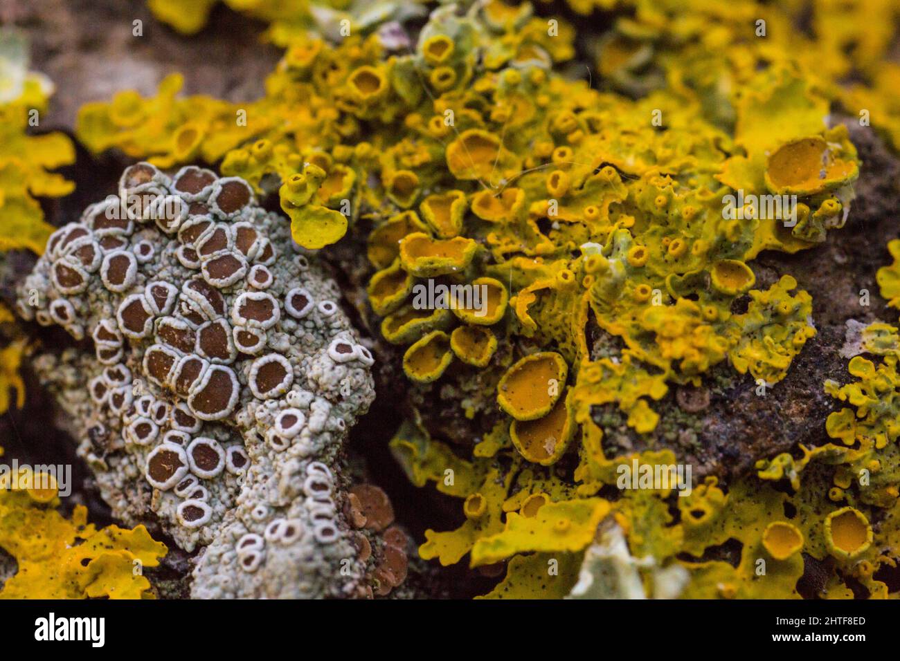 Macro Detail of Lichens Growing on Tree Bark Stock Photo - Alamy