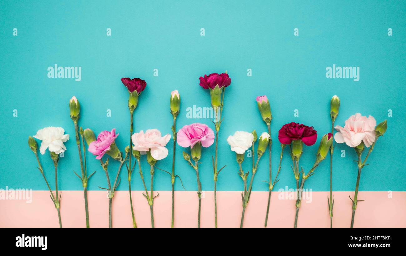 Horizontal color block flat lay with mini carnation flowers Stock Photo ...