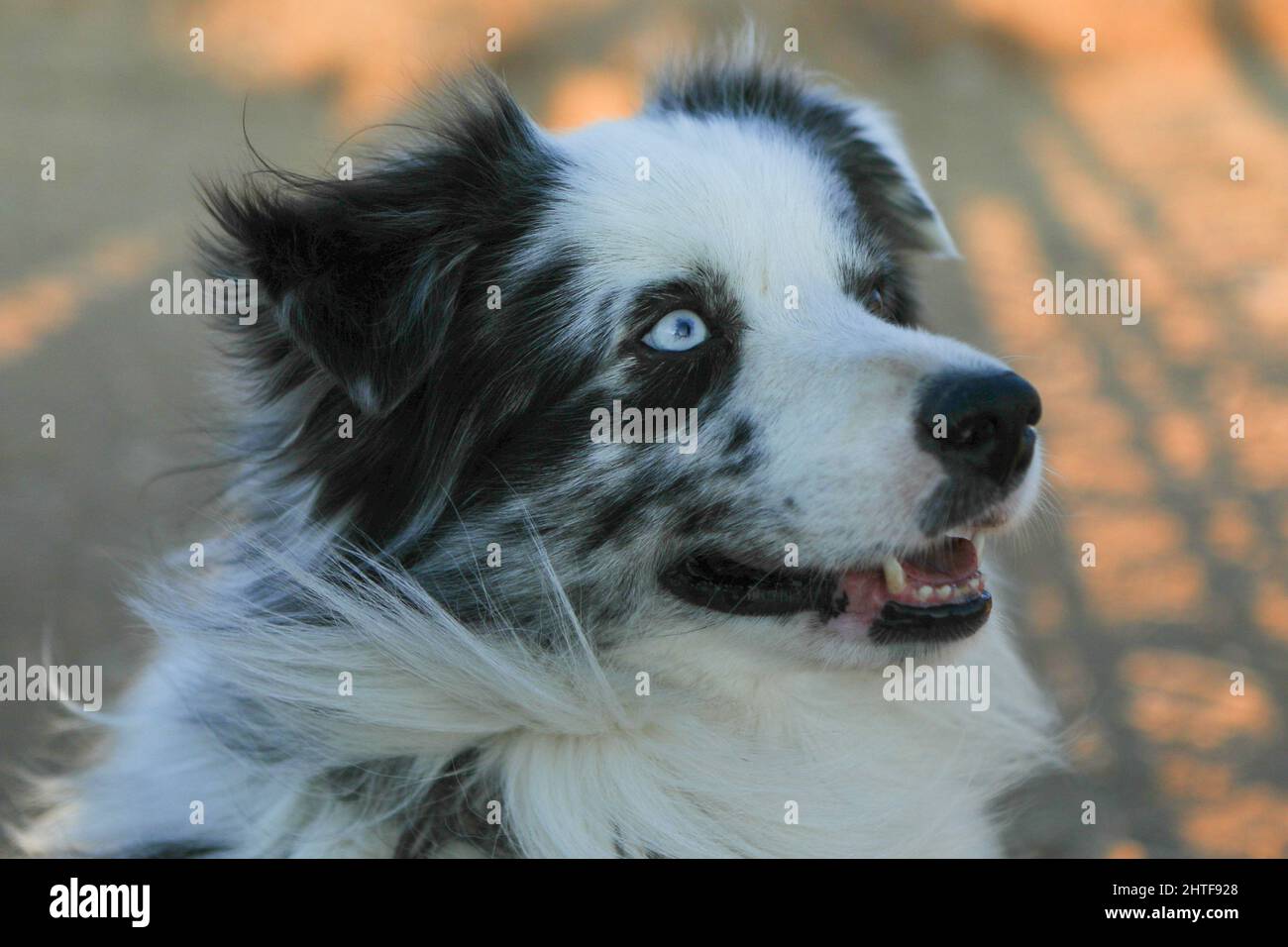 Sad look from a border collie taken in autumn Stock Photo - Alamy