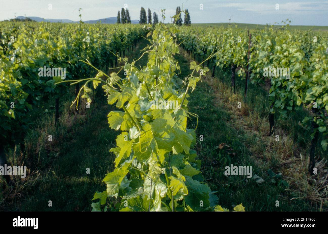 Leinsweiler germany hi-res stock photography and images - Alamy
