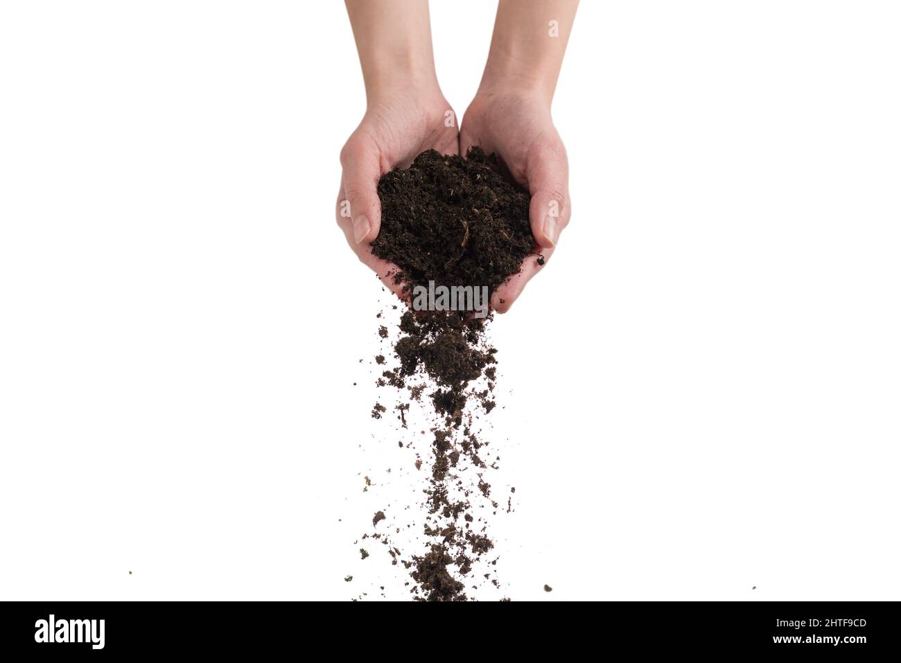 Brown soil in woman hands isolated on white background. The soil falls ...