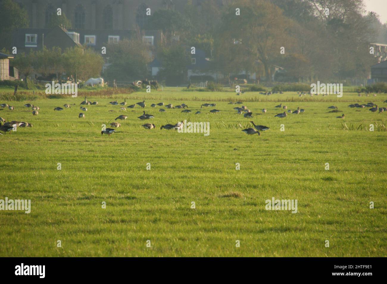 Green field with wild geese foraging for food Stock Photo - Alamy