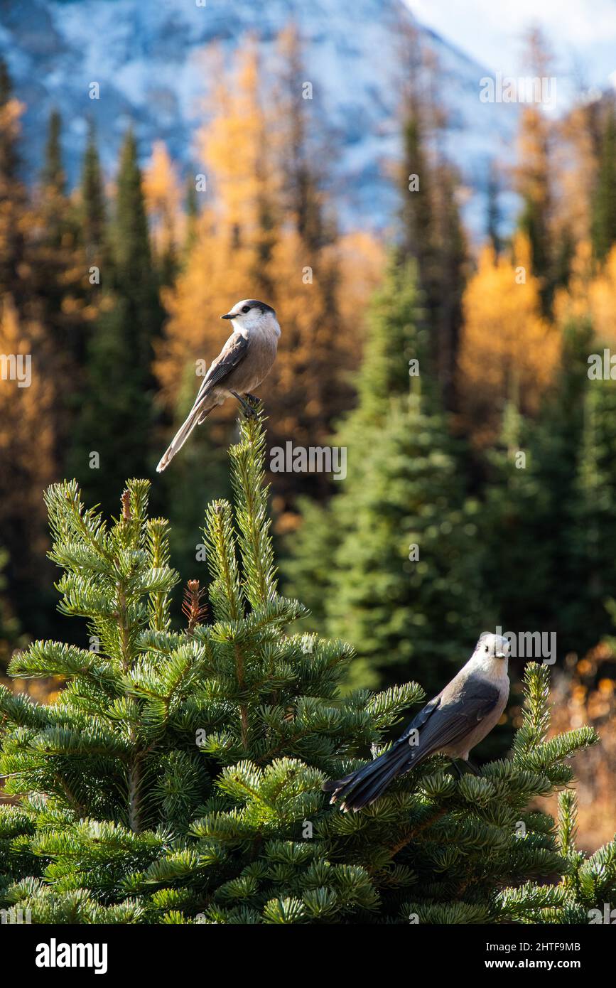 Closeup of a small bird sitting on a tree branch in a forest with a ...