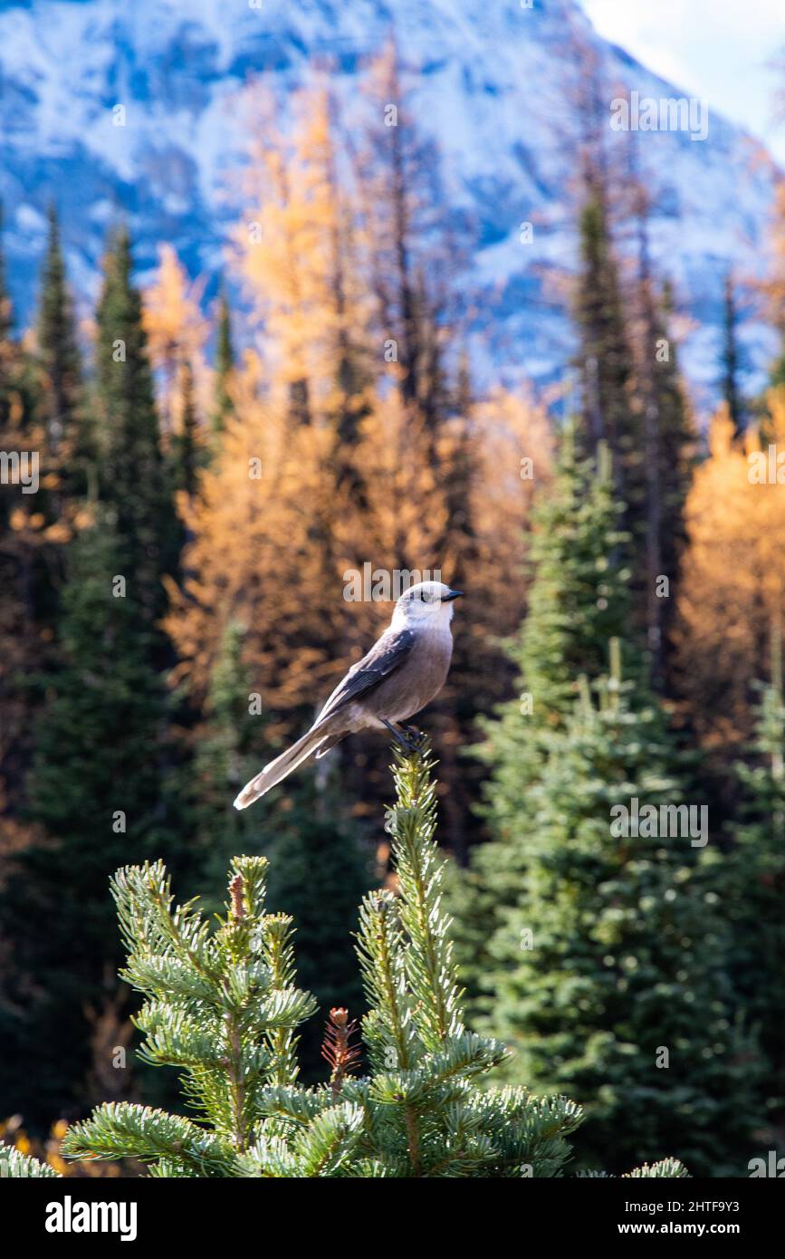 Closeup of a small bird sitting on a tree branch in a forest with a ...