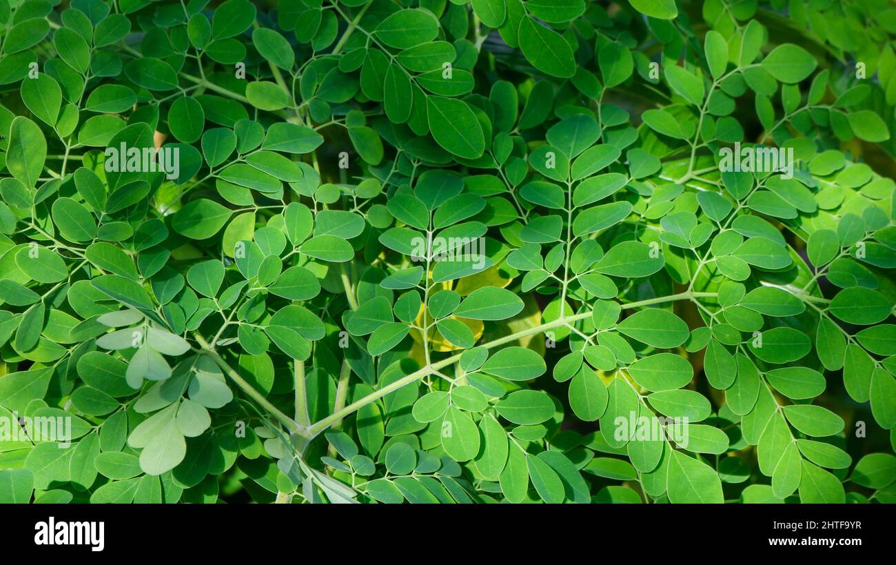 Fresh Green Moringa leaves Medicinal Plant (Moringa oleifera Lamk ...