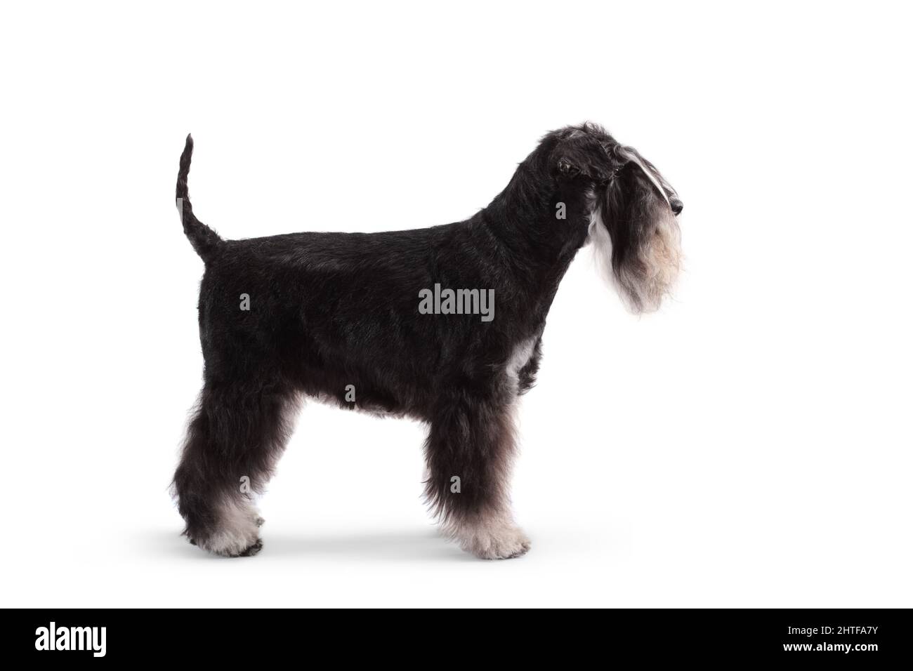 Schnauzer profile Cut Out Stock Images & Pictures - Alamy