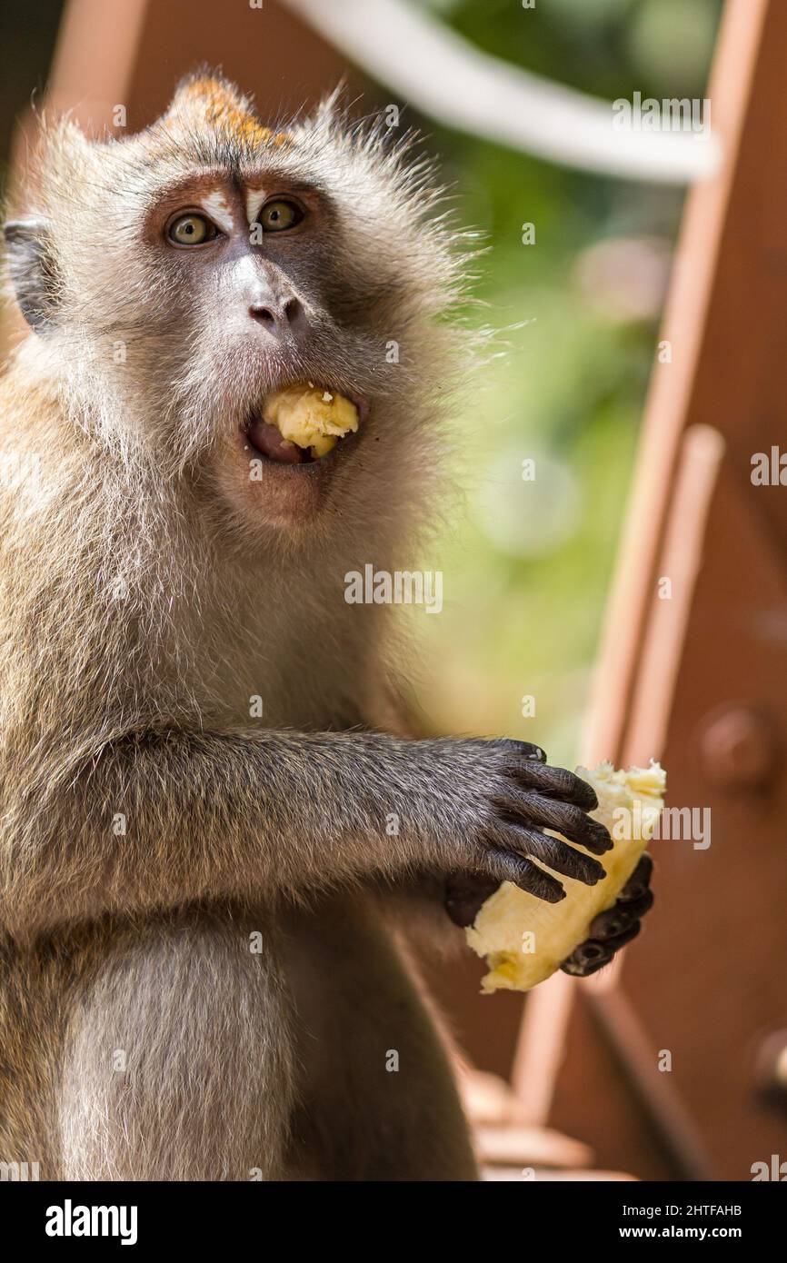 Furry macaque eating a fruit in the zoo Stock Photo - Alamy
