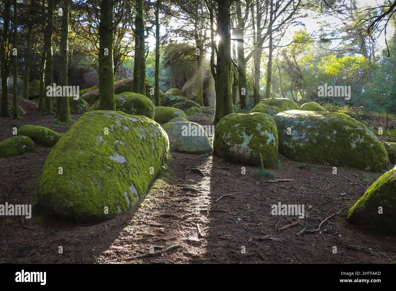 Forest in spring with beautiful bright sun rays. Amazing wood with ...