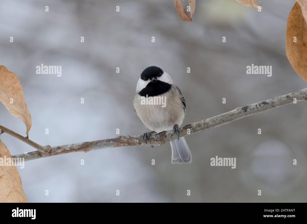 Carolina Chickadee, Poecile carolinensis Stock Photo - Alamy