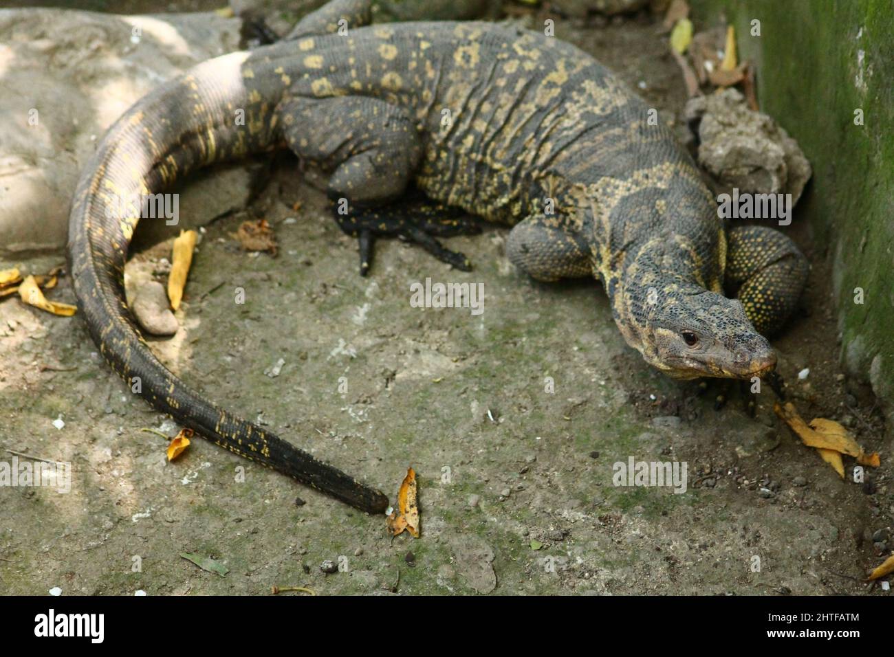 Rare Northern Sierra Madre forest monitor or Varanus bitatawa in ...