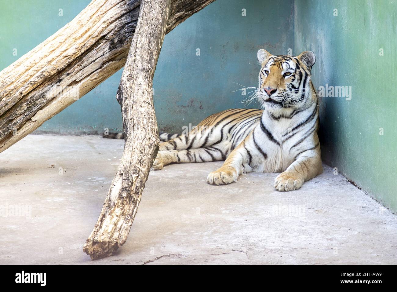 Large tiger lying on the ground in the national zoo of Cuba Stock Photo ...