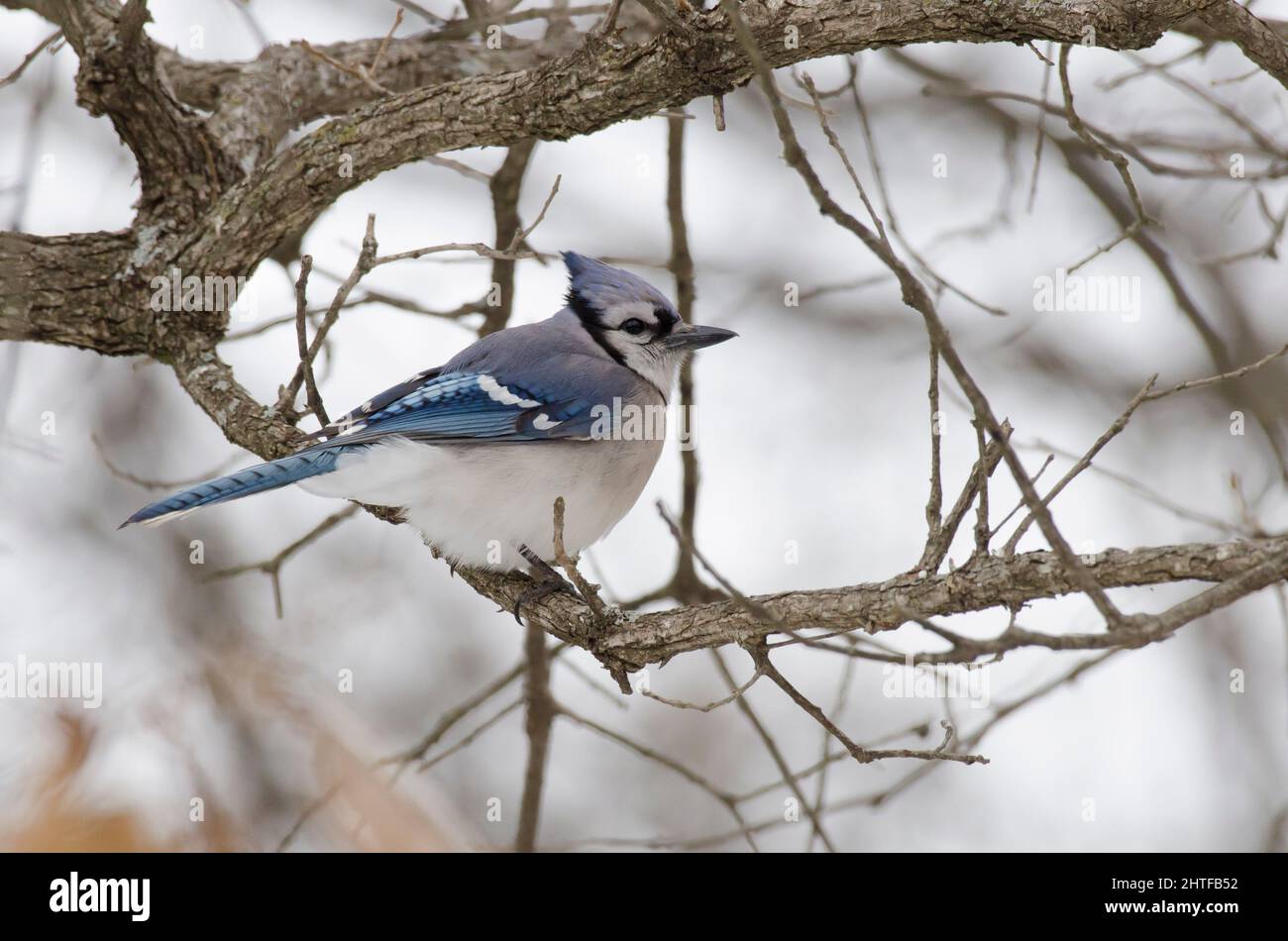 Blue Jay, Cyanocitta cristata Stock Photo - Alamy