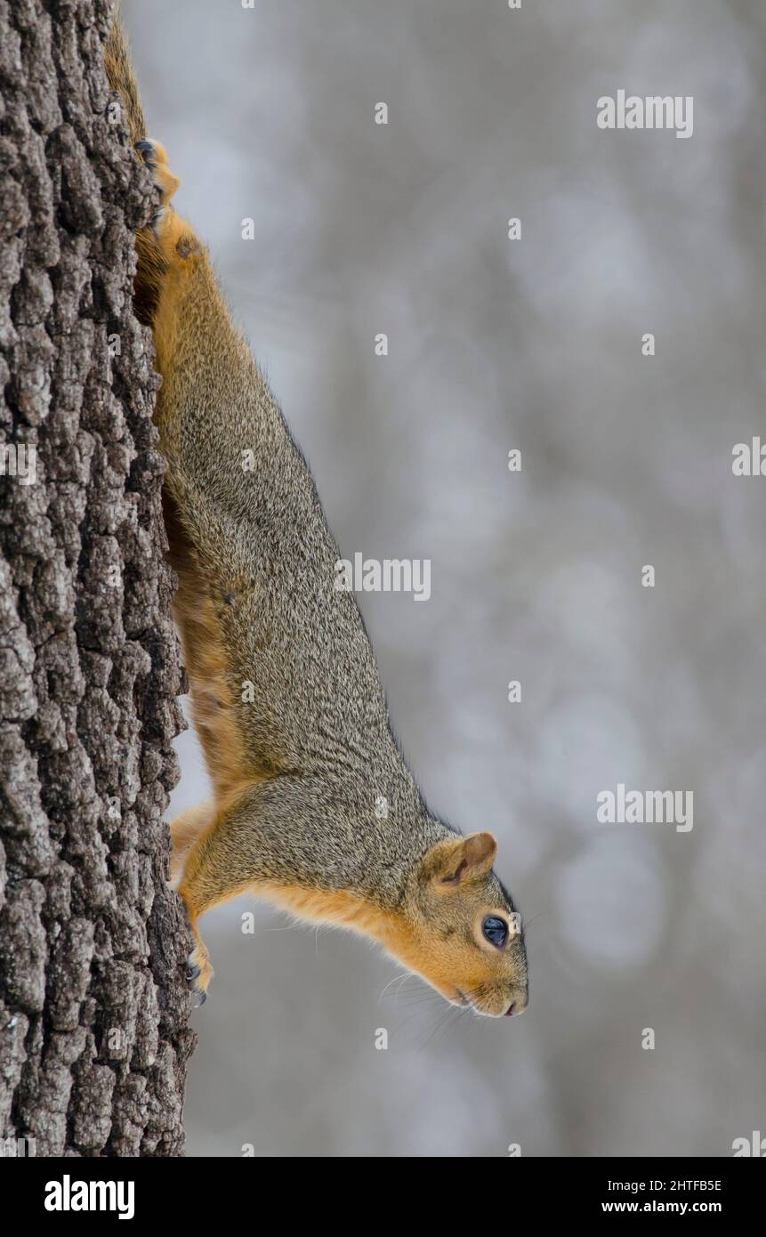 Eastern Gray Squirrel, Sciurus carolinensis Stock Photo - Alamy