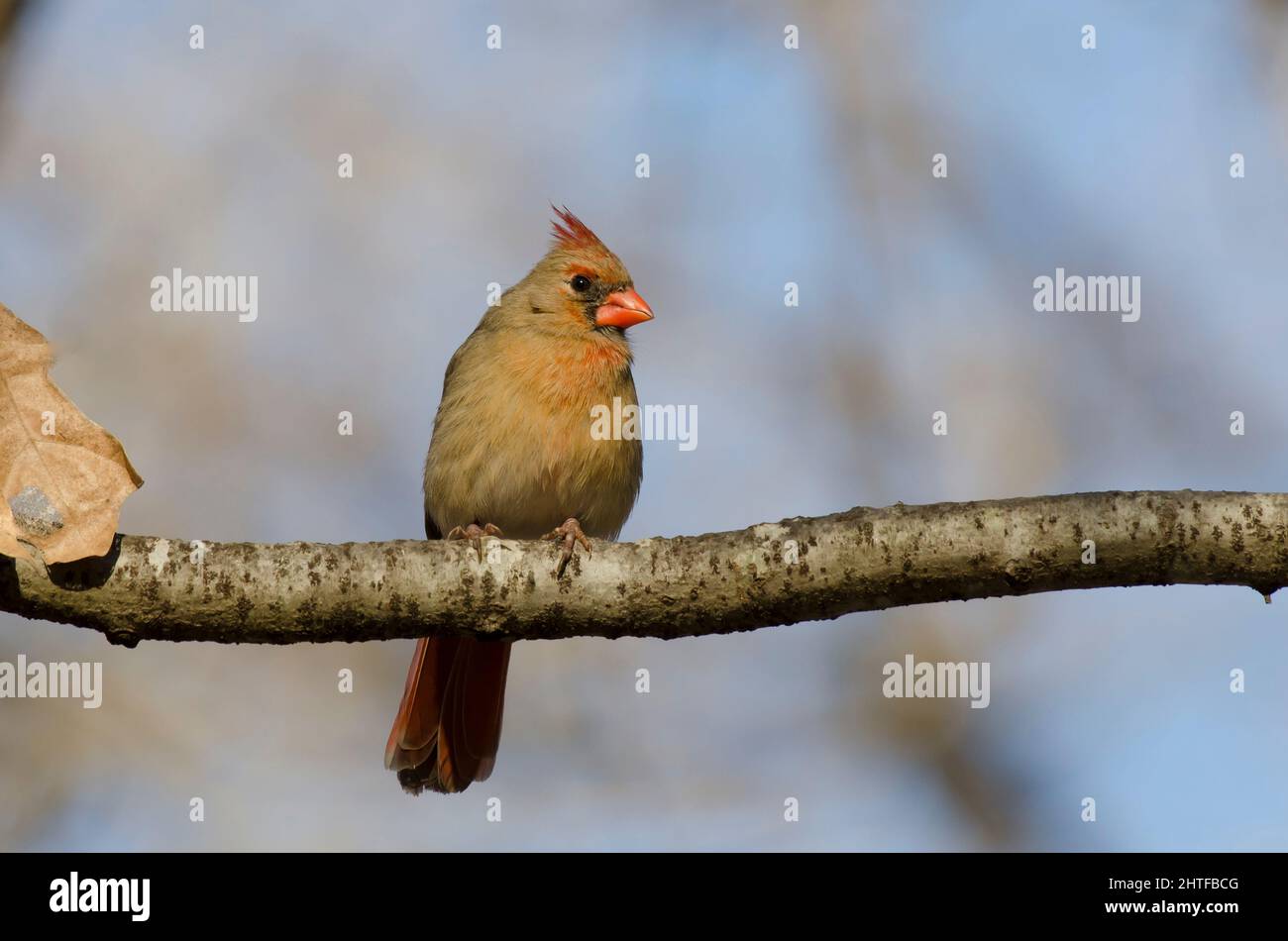 Northern Cardinal, Cardinalis cardinalis, female Stock Photo - Alamy