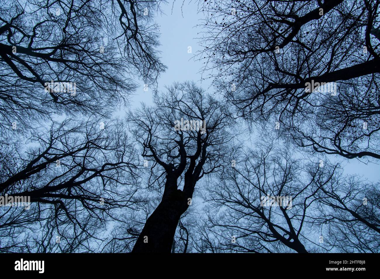 black silhouettes of tree tops Stock Photo - Alamy