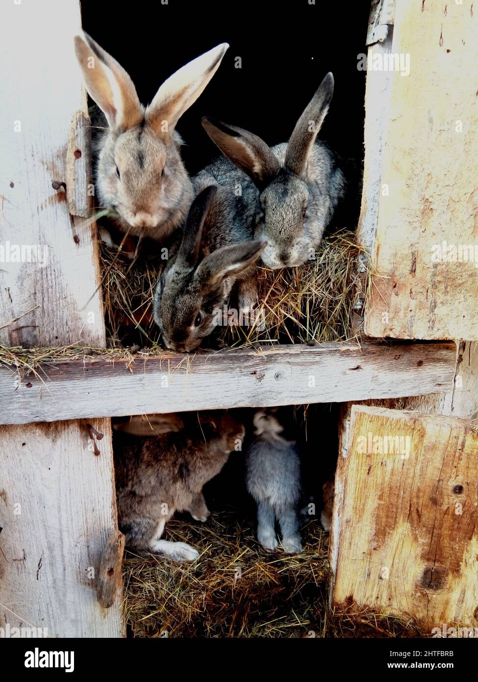 Vertical shot of rabbits at farm in Maramures Stock Photo - Alamy