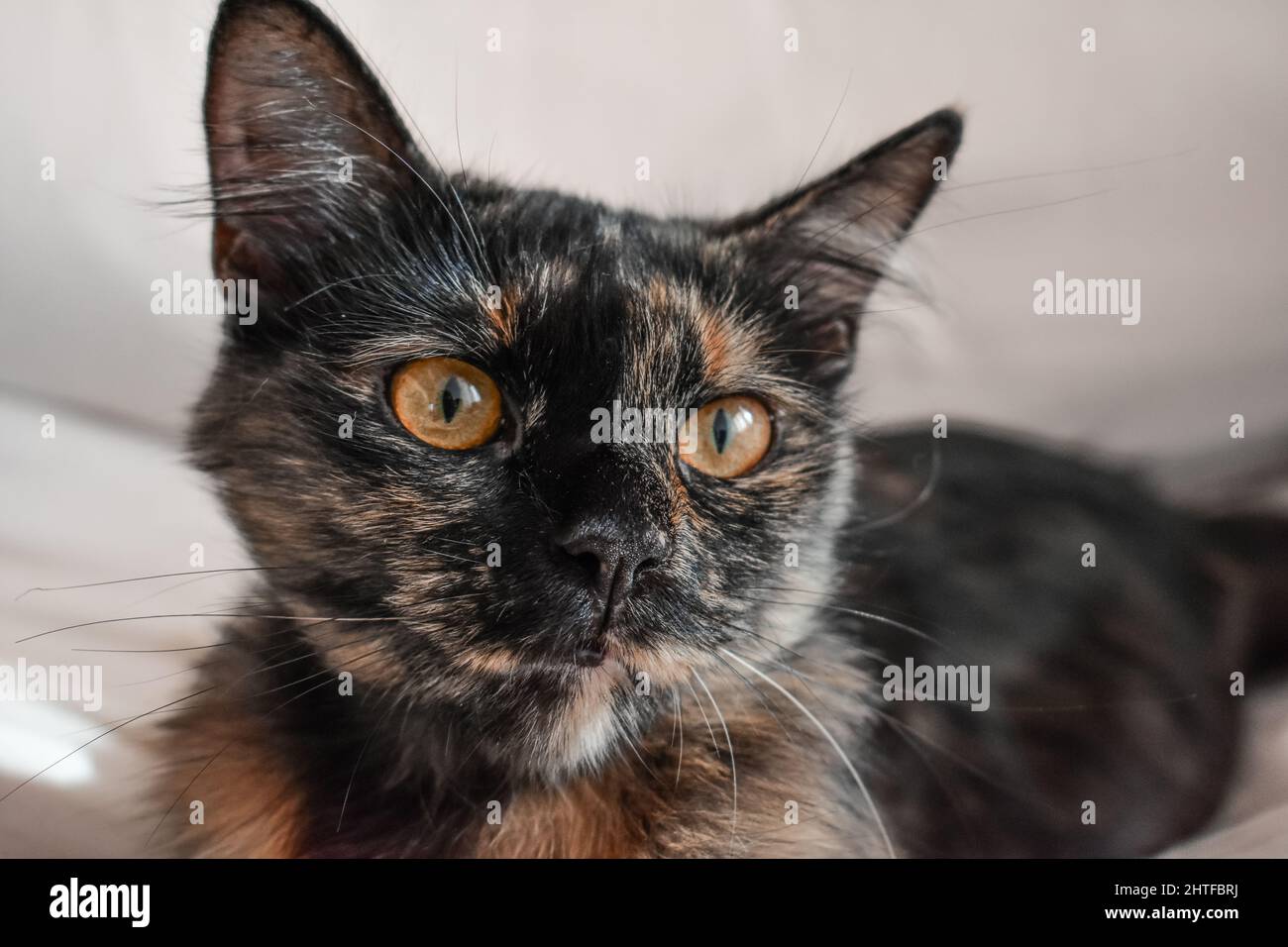 Closeup of an adorable fluffy brown domestic cat with orange-colored ...