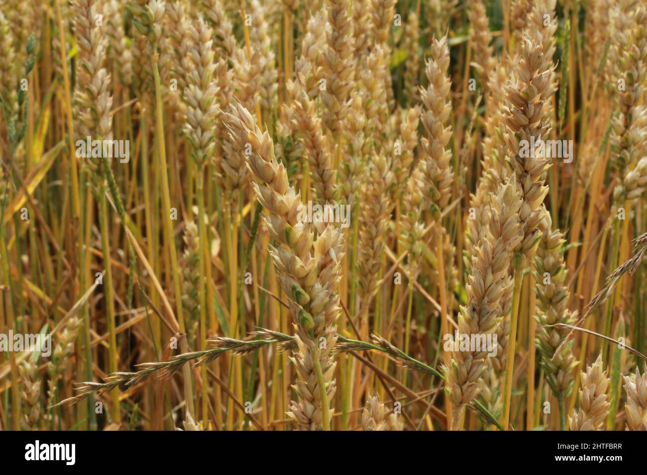 Tobake hi-res stock photography and images - Alamy