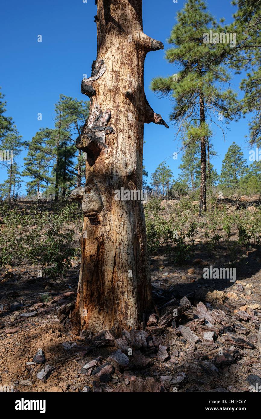 Dead tree trunk with the bark stripped off still standing in the forest ...