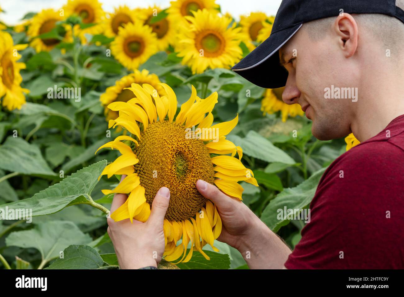Farmer standing in a sunflower field assessing the yield Stock Photo ...