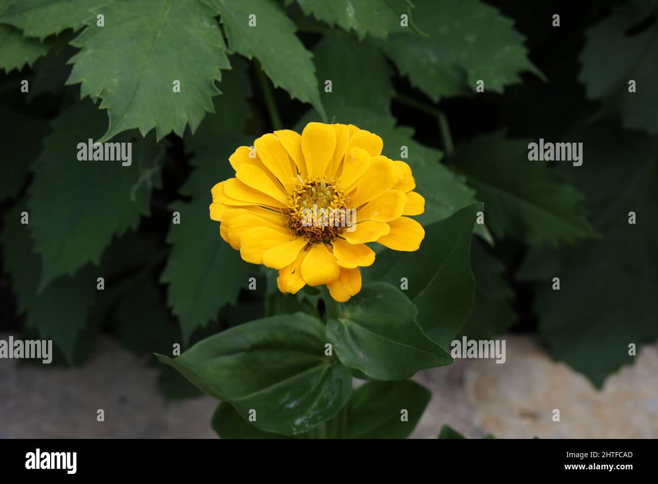 Beautiful view of the Isolated natural zinnia flower on green ...