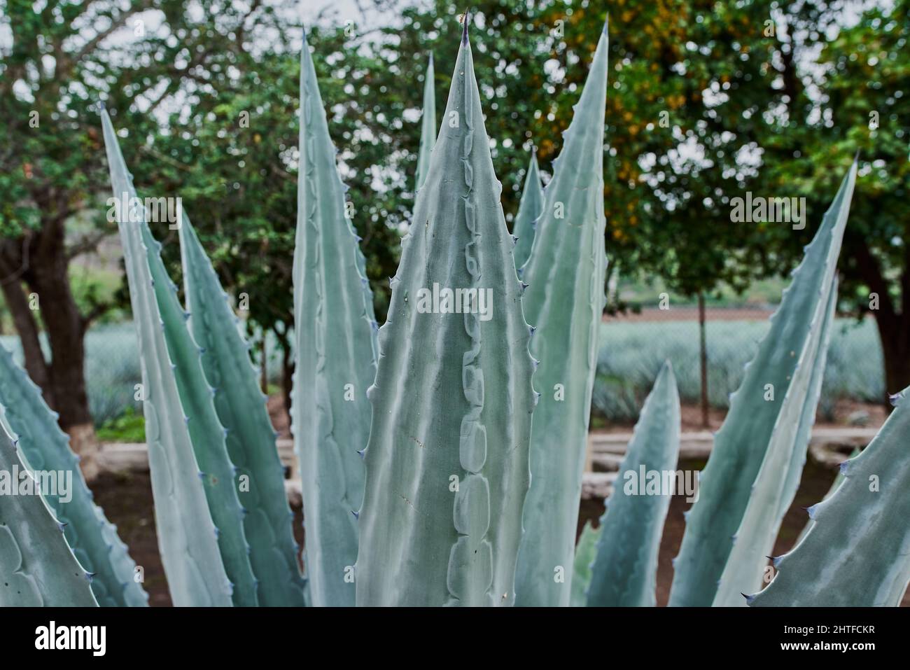 Blue agave plantation in the field to make tequila Stock Photo - Alamy