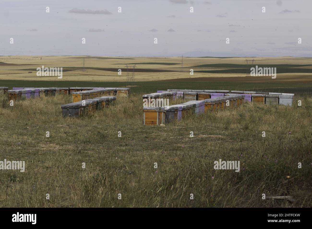 field with hives of honey producing bees Stock Photo - Alamy