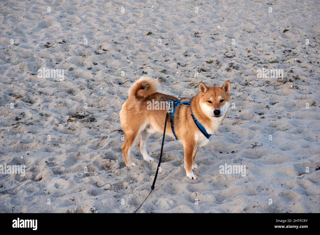 Adorable Shiba Inu at a beach Stock Photo - Alamy