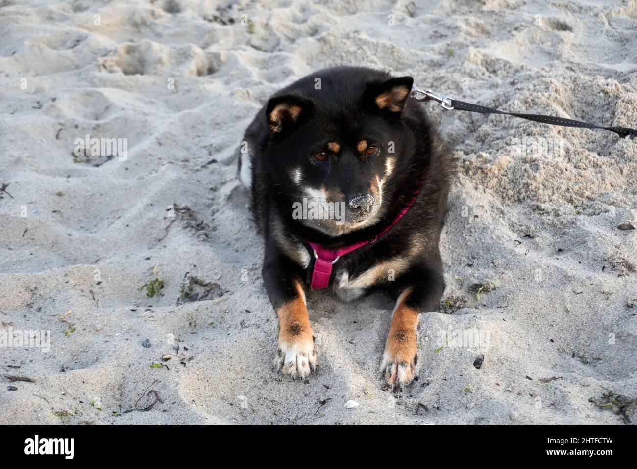 Adorable Shiba Inu dog lying on sand at a beach Stock Photo - Alamy