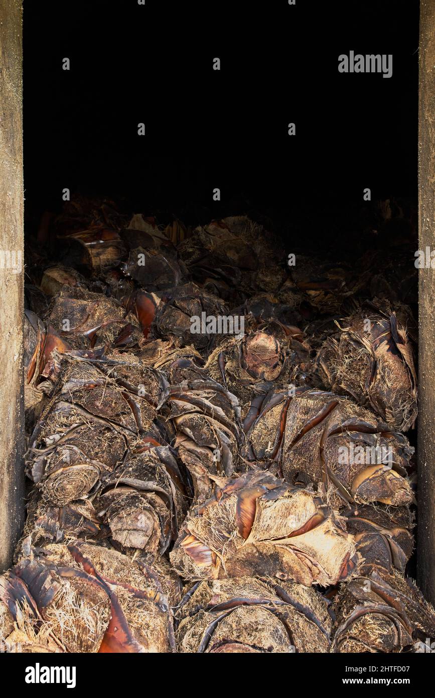 Blue agave baked ball for making tequila Stock Photo - Alamy