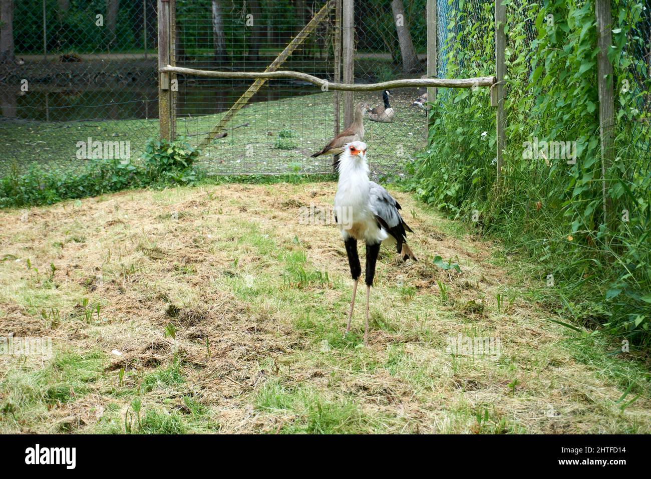 Secretarybird in a zoo cage Stock Photo - Alamy