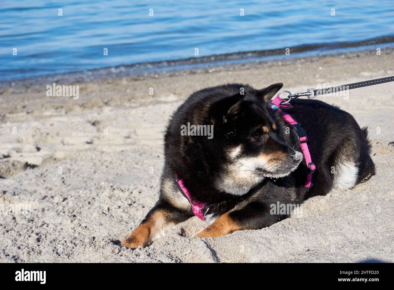 Adorable Shiba Inu dog lying on sand at a beach Stock Photo - Alamy
