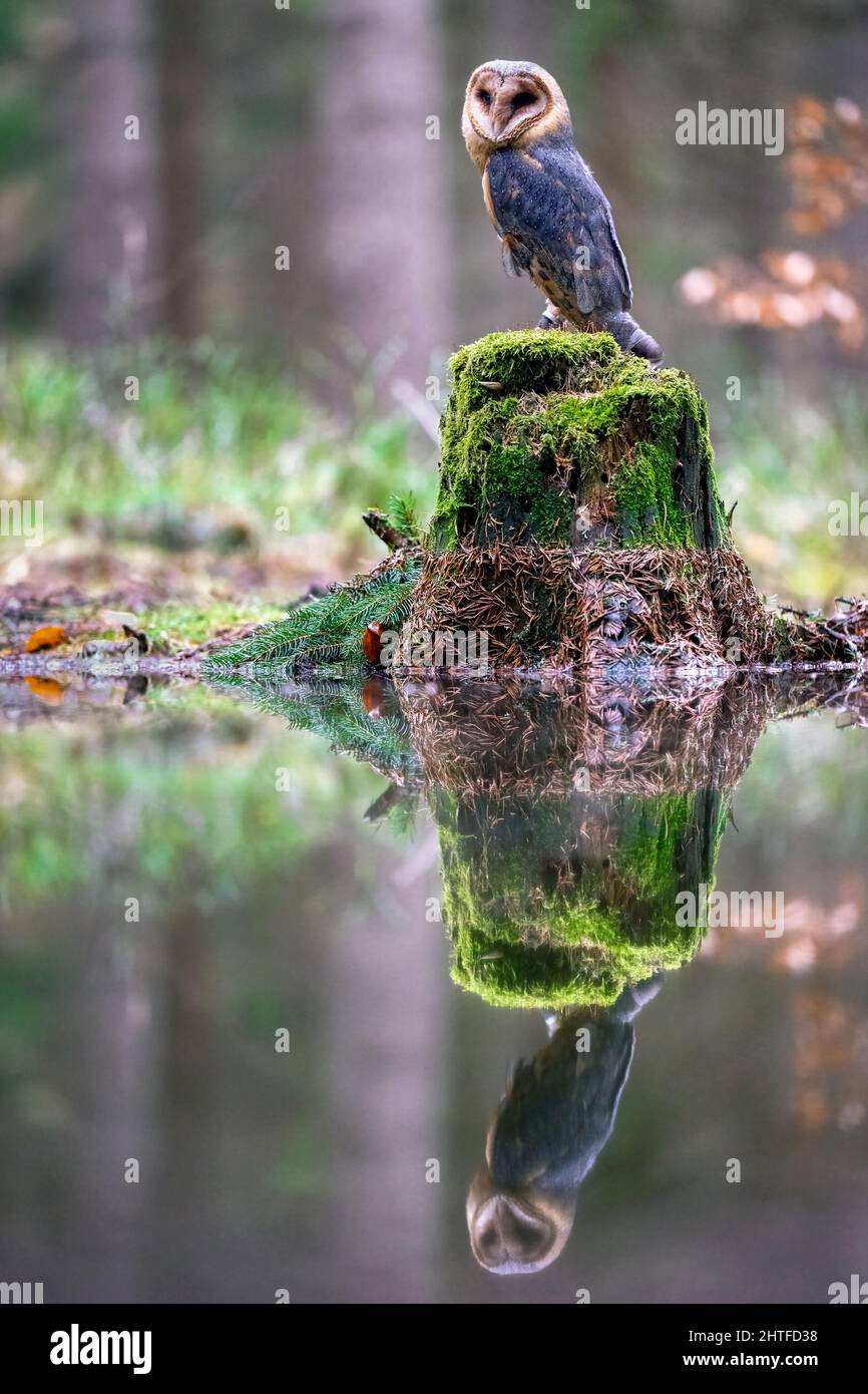 Barn Owl sitting in the woods on a tree stump in a pond Stock Photo - Alamy