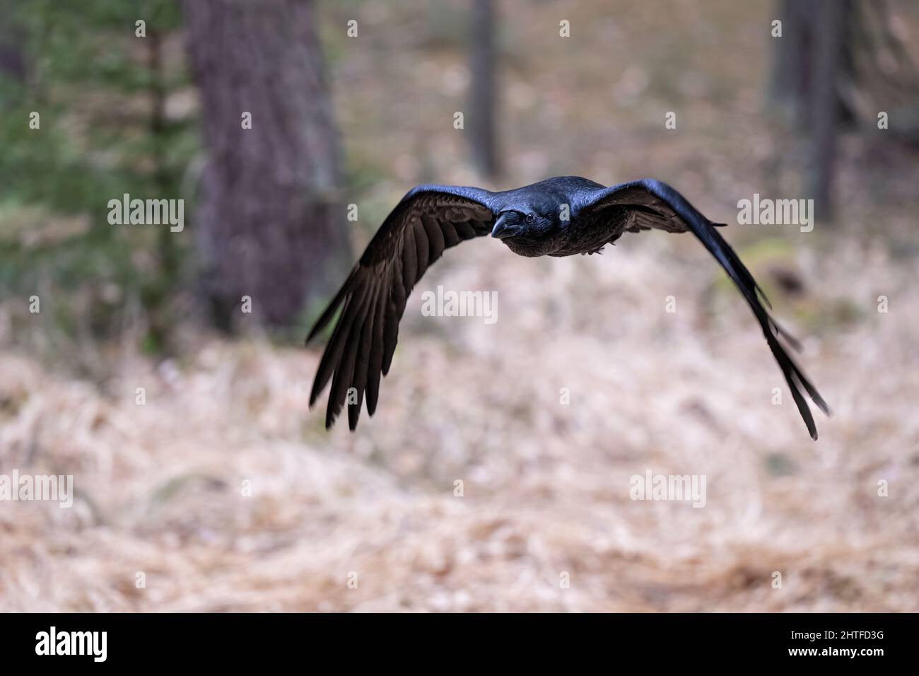 The great raven flies through the forest in search of food Stock Photo ...
