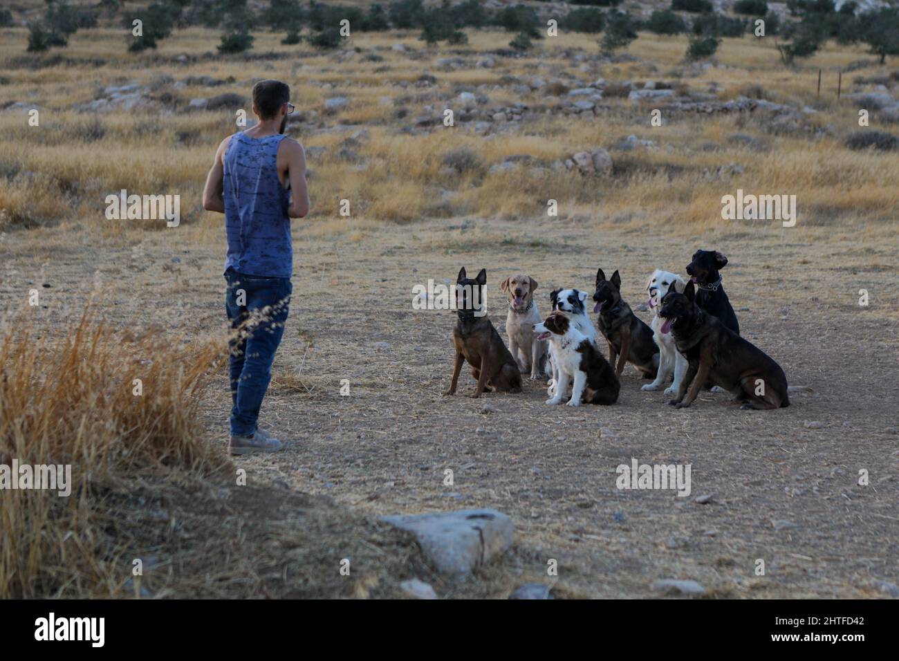 Trains dogs and a group of different dogs Stock Photo - Alamy