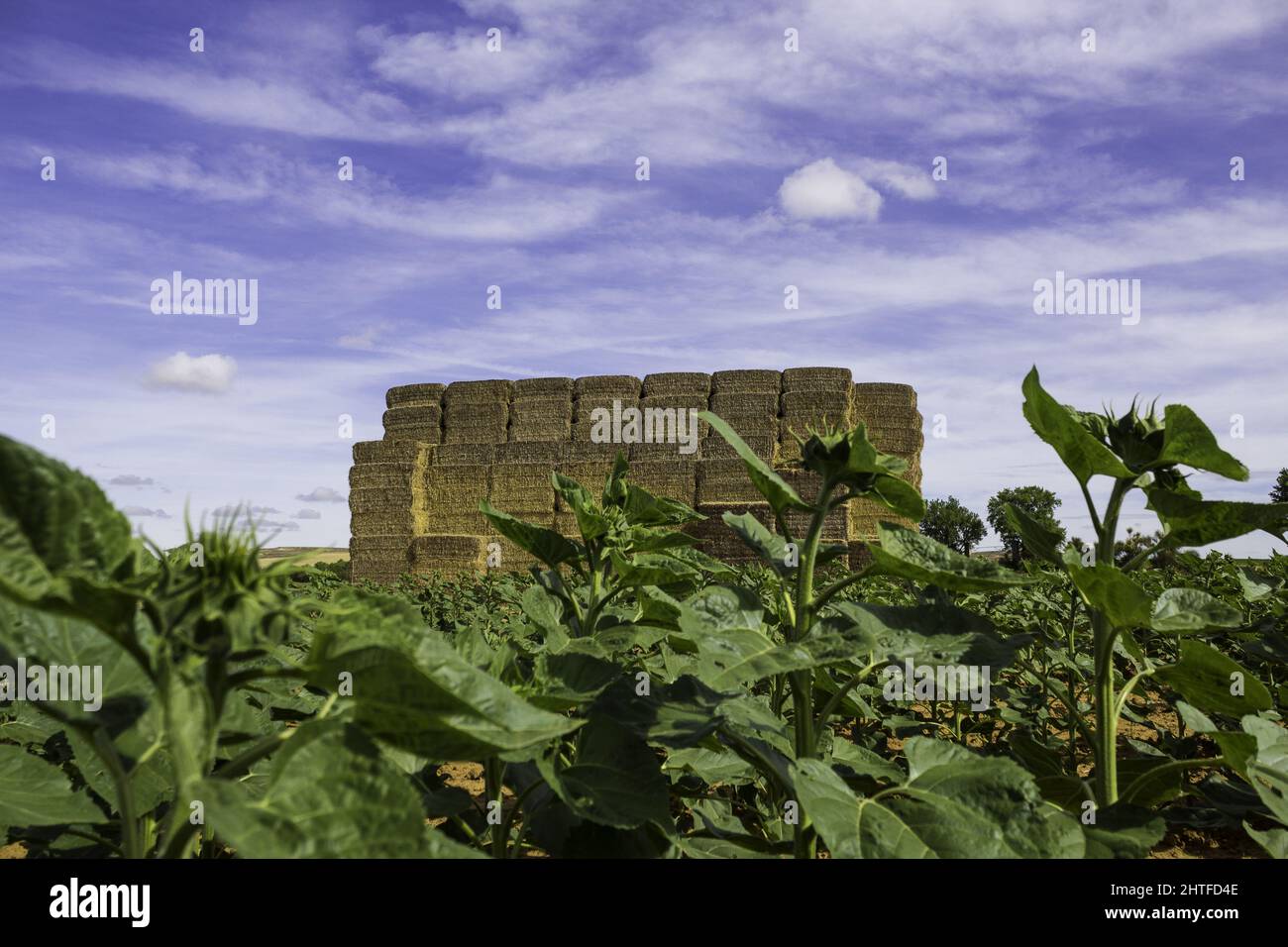 straw bales stacked in a field of sunflowers Stock Photo - Alamy