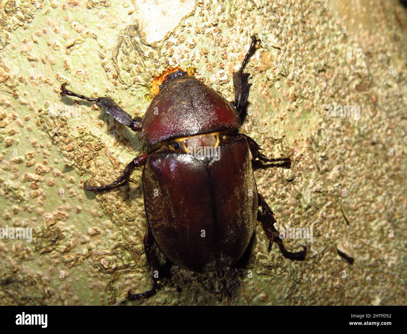 Huge cockroach on a textured surface Stock Photo - Alamy