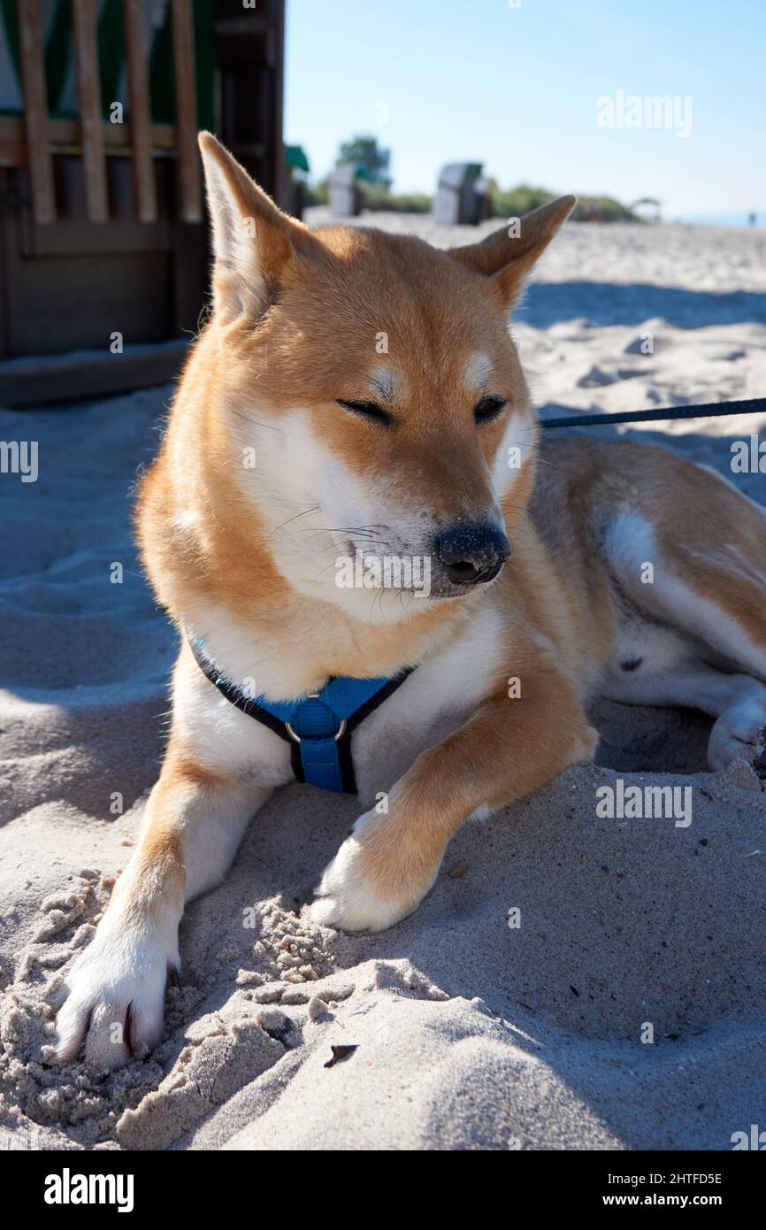 Adorable Shiba Inu dog lying on sand at a beach Stock Photo - Alamy