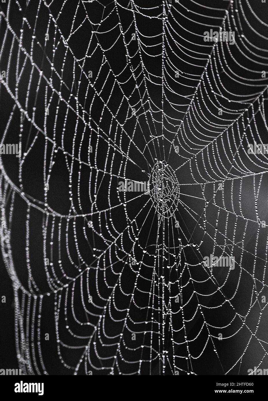 Spider web on a rainy day Stock Photo - Alamy