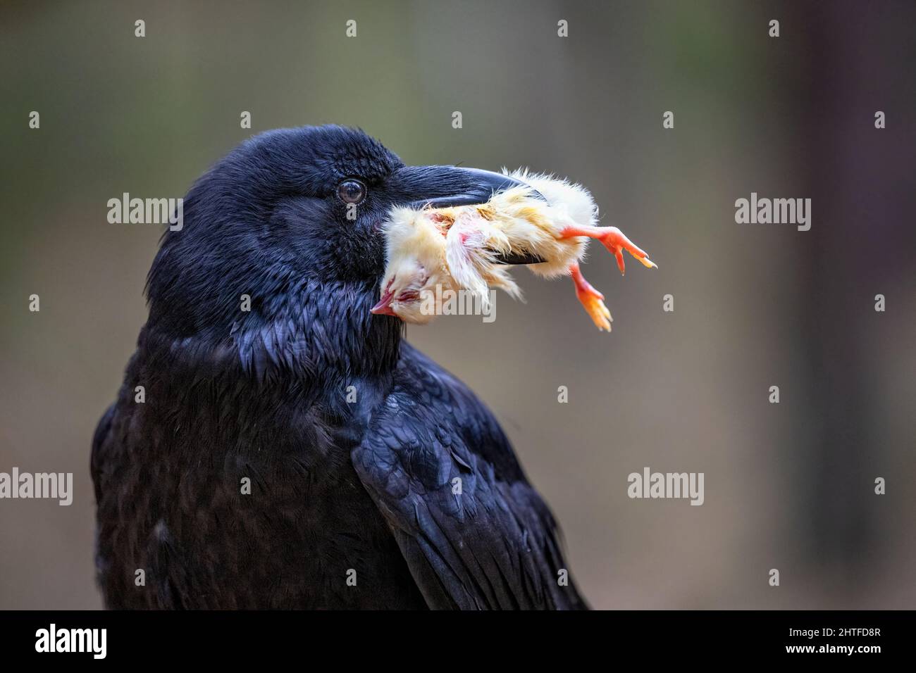 The great raven flies through the forest in search of food Stock Photo ...