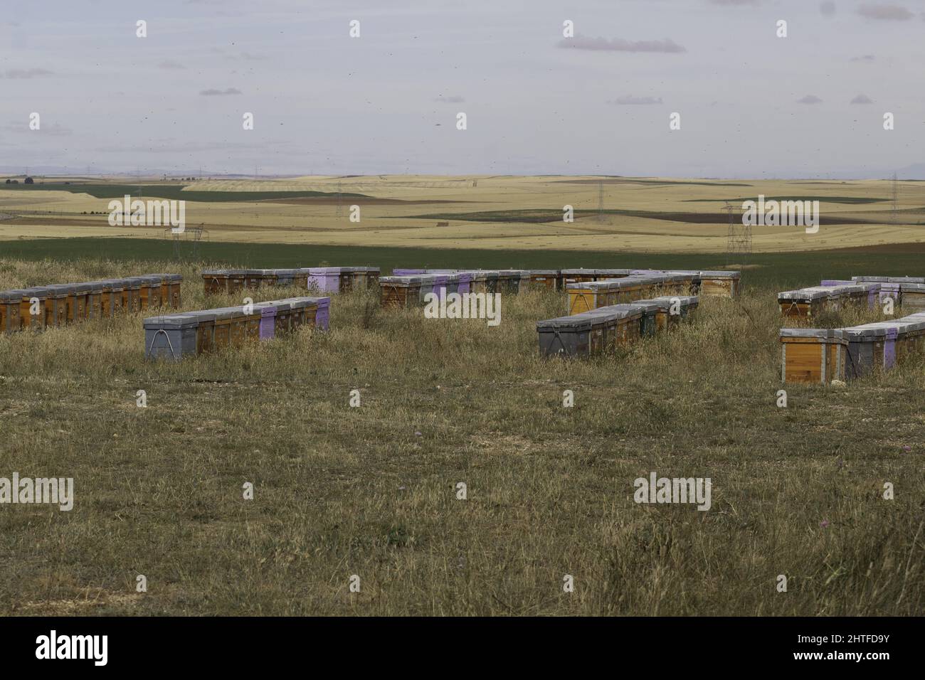 field with hives of honey producing bees Stock Photo - Alamy