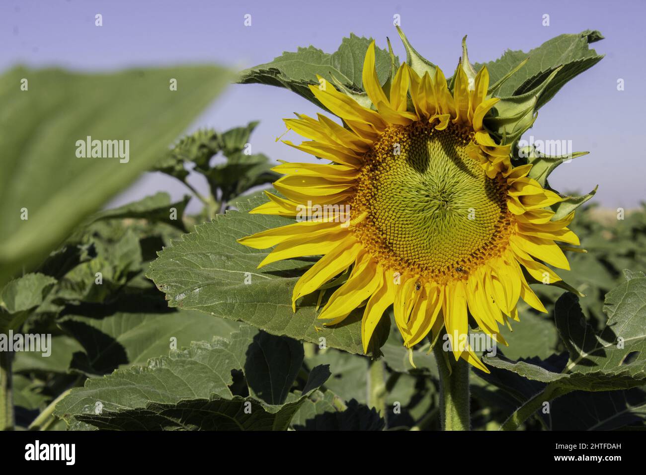 portrait of a sunflower Stock Photo - Alamy