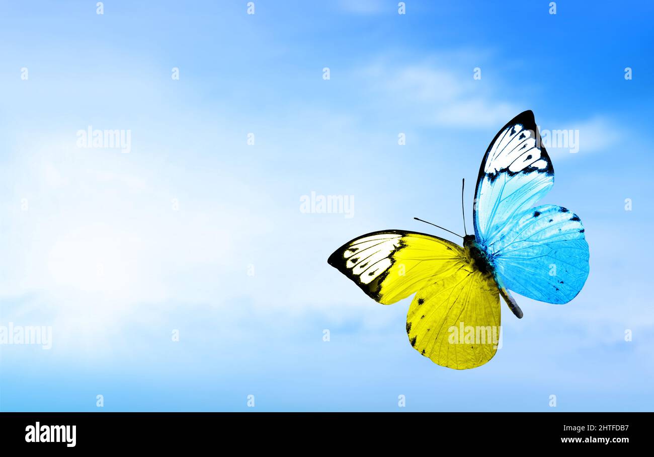Abstract symbol of the flag of Ukraine in the shape of a butterfly on a ...