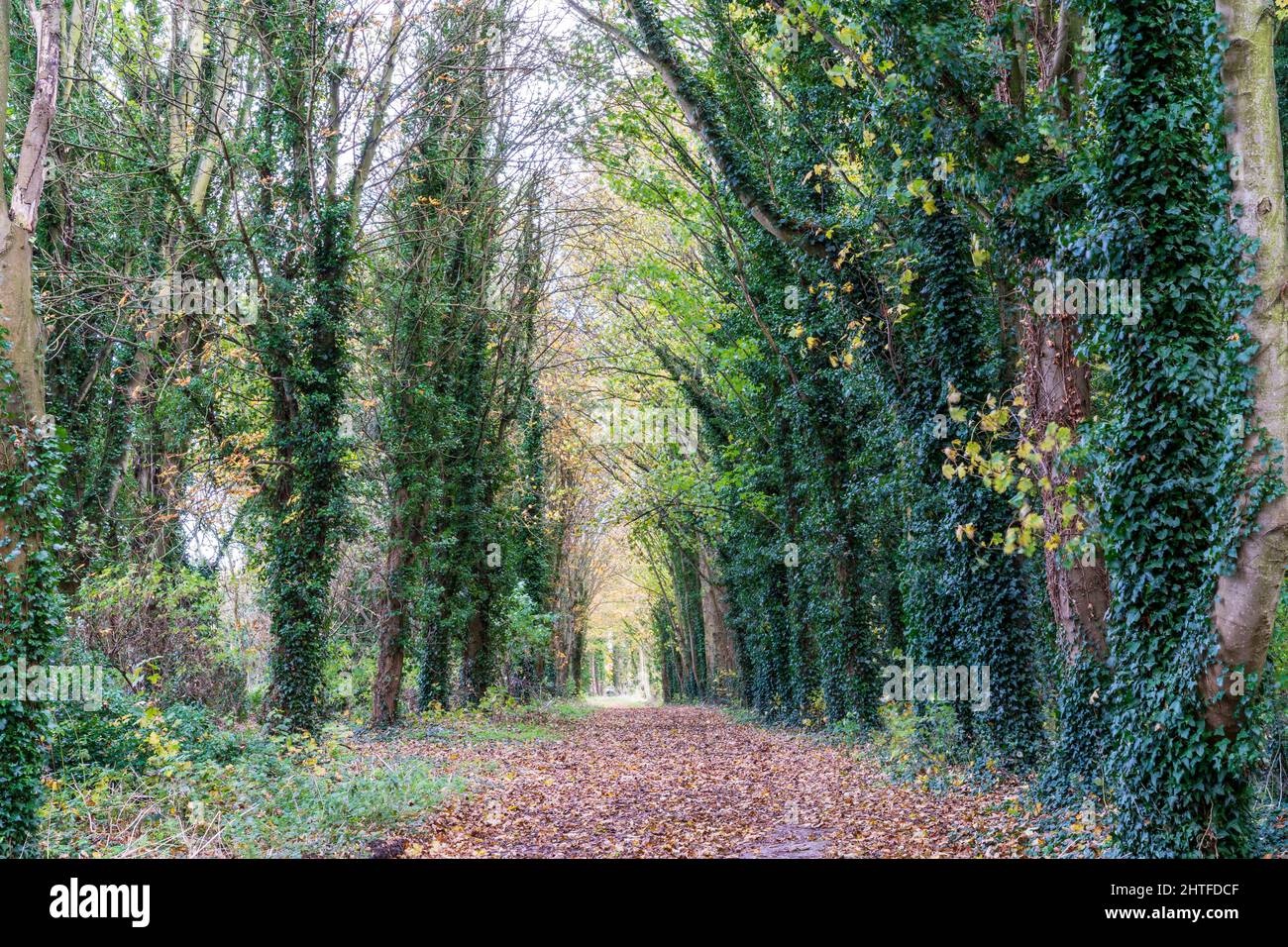 Leave covered rural wide path between two rows of tall trees with ...